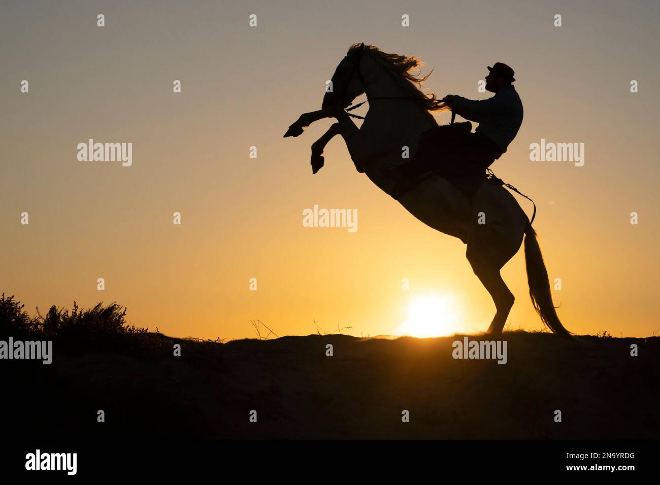 Riders at sunrise sihlouetted with their horses creating dramatic ...