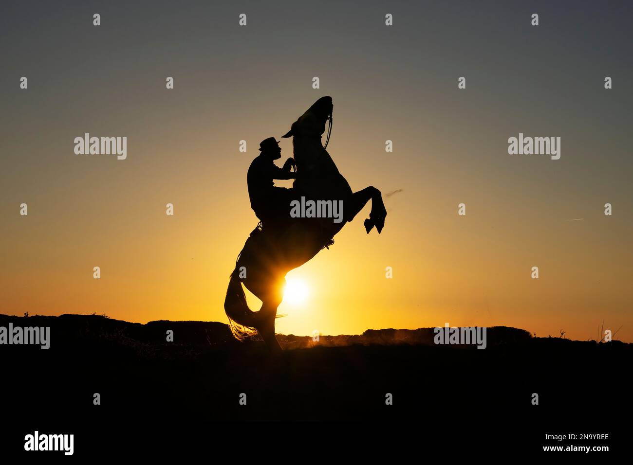 Riders at sunrise sihlouetted with their horses creating dramatic ...