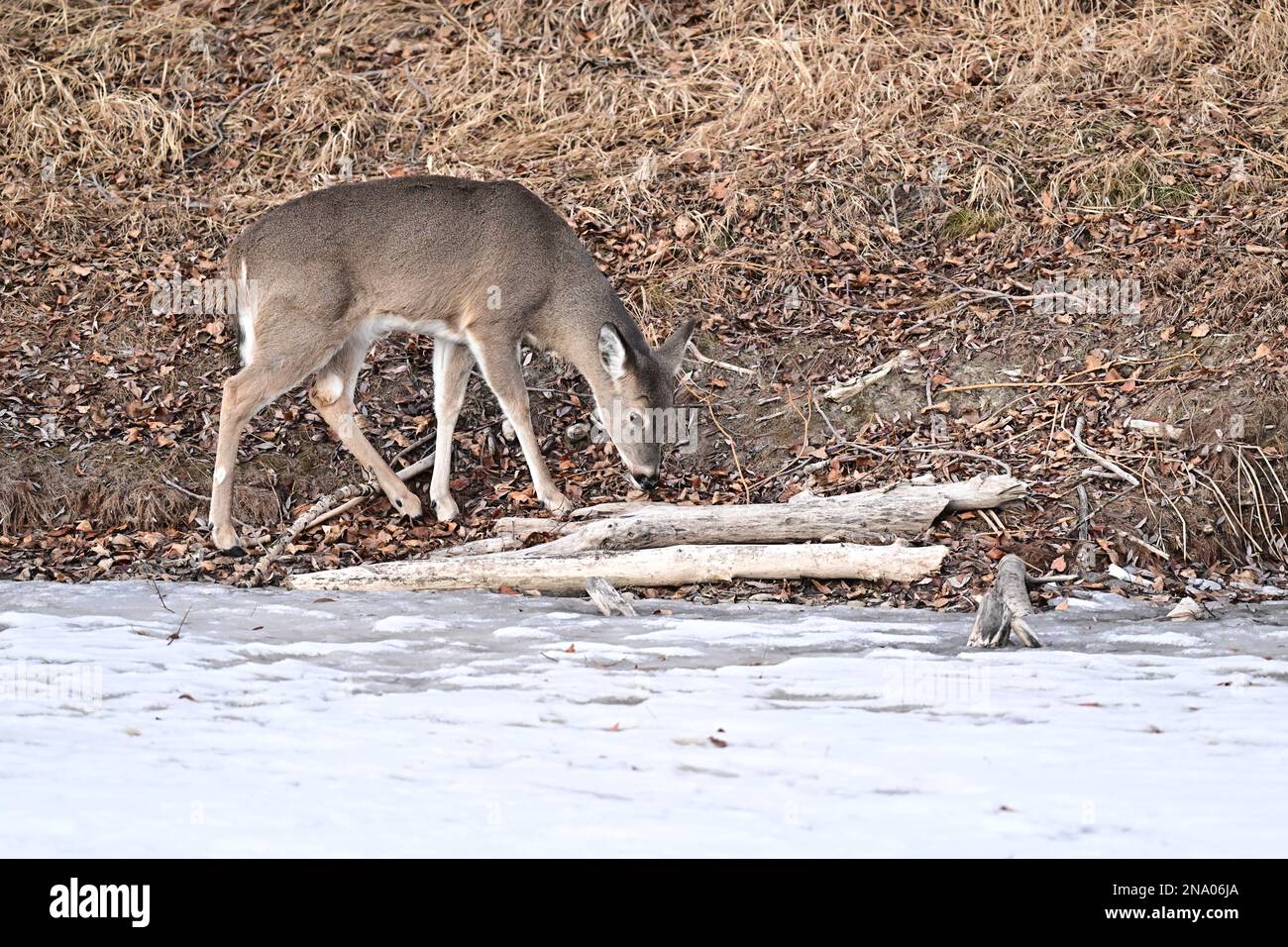 Whitetail deer, Carburn Park, Calgary, Canada Stock Photo - Alamy