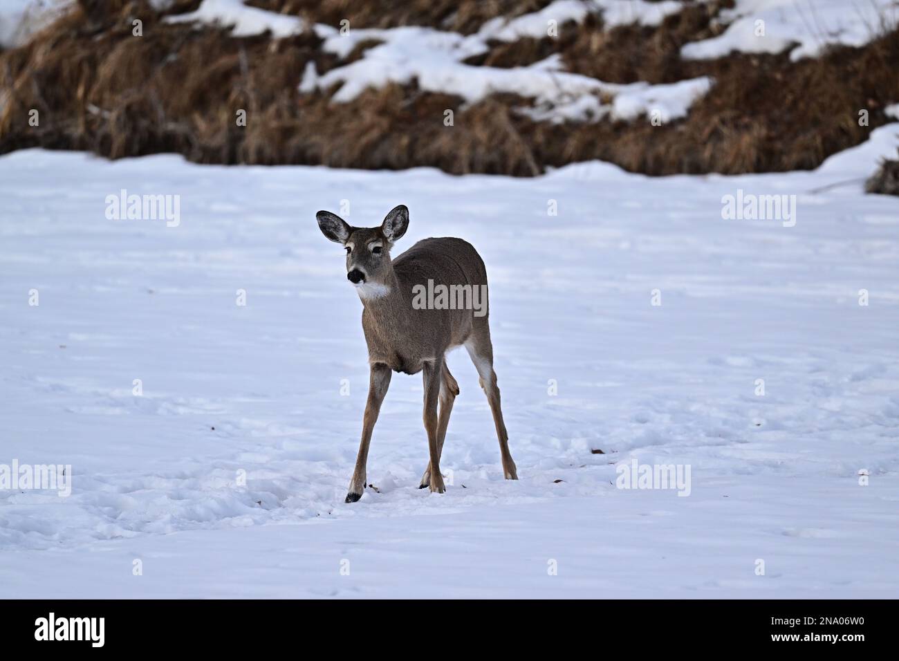 Whitetail deer, Carburn Park, Calgary, Canada Stock Photo - Alamy