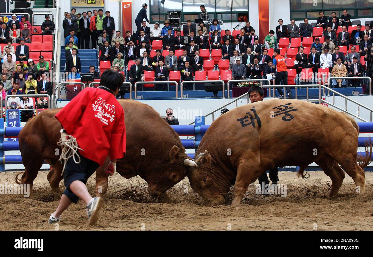South Korean bulls Tae Pung, right, and Lee Bum Hee wrestle during the ...