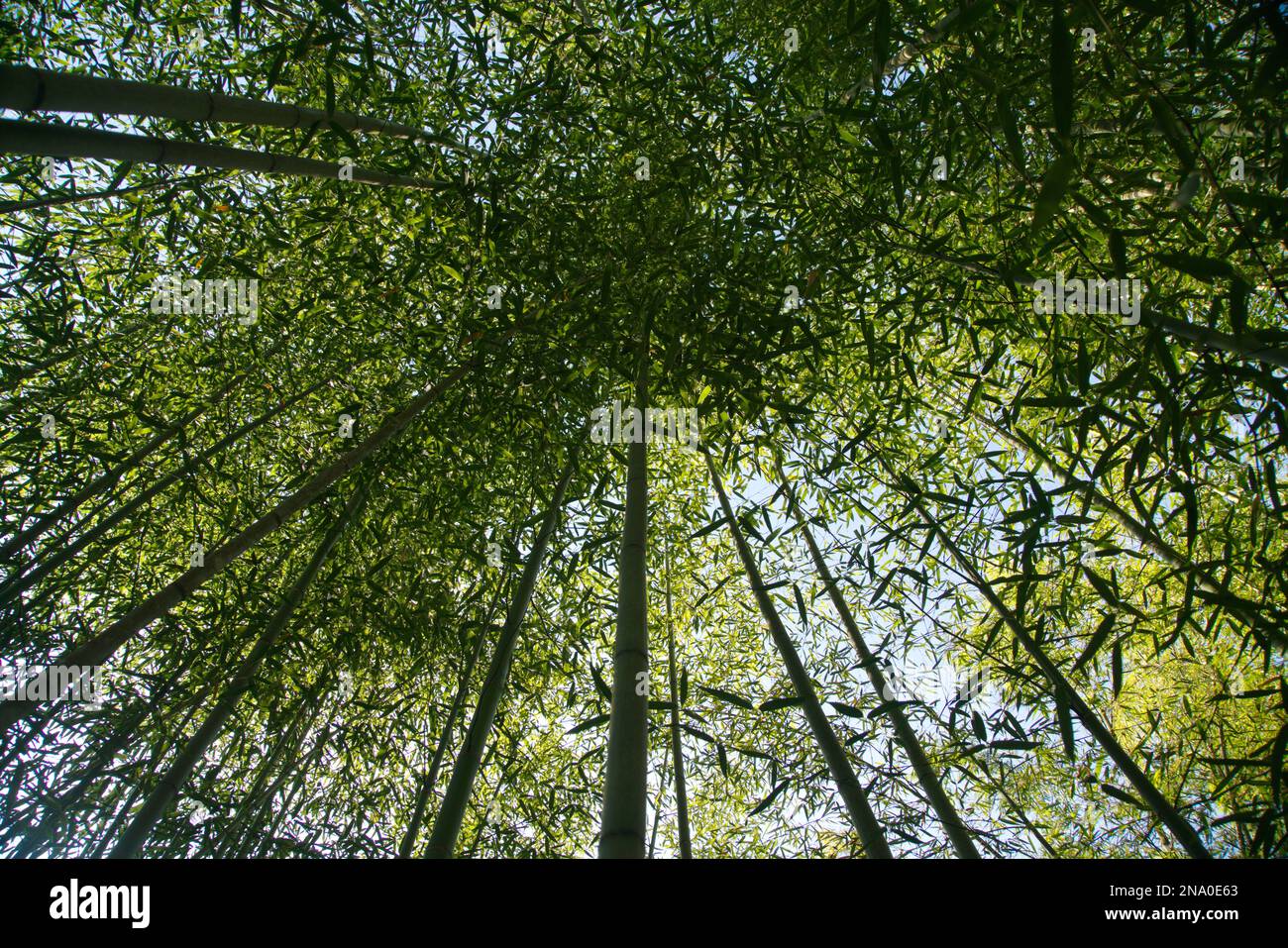Beautiful Bamboo leaves pattern for nature Background Stock Photo - Alamy