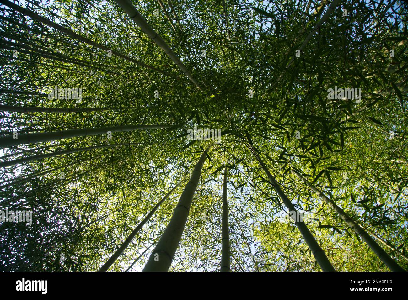 Beautiful Bamboo leaves pattern for nature Background Stock Photo - Alamy