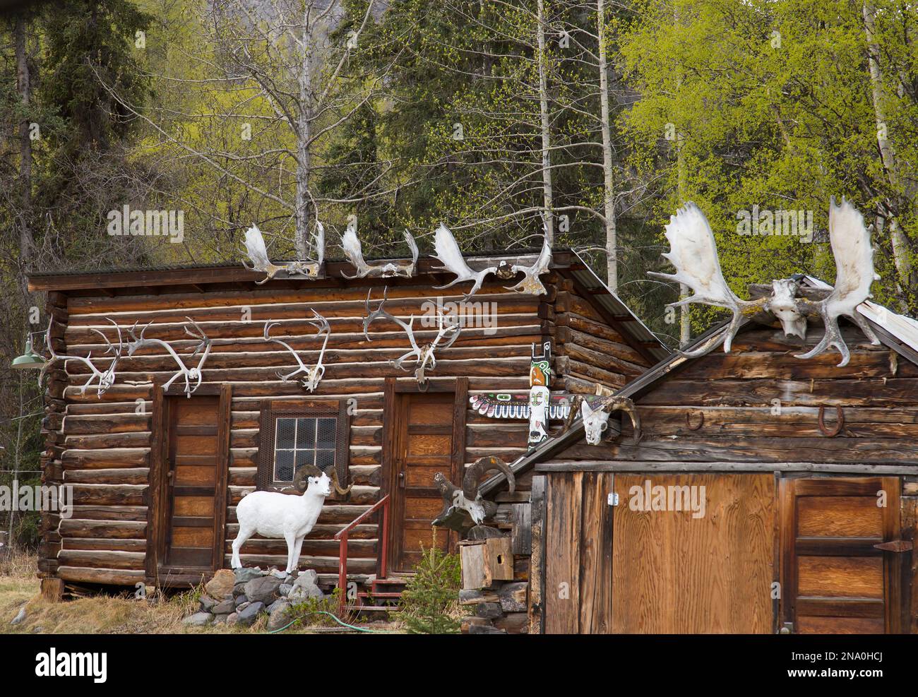 An Alaskan cabin scene, with moose and caribou antlers, Dall sheep ...