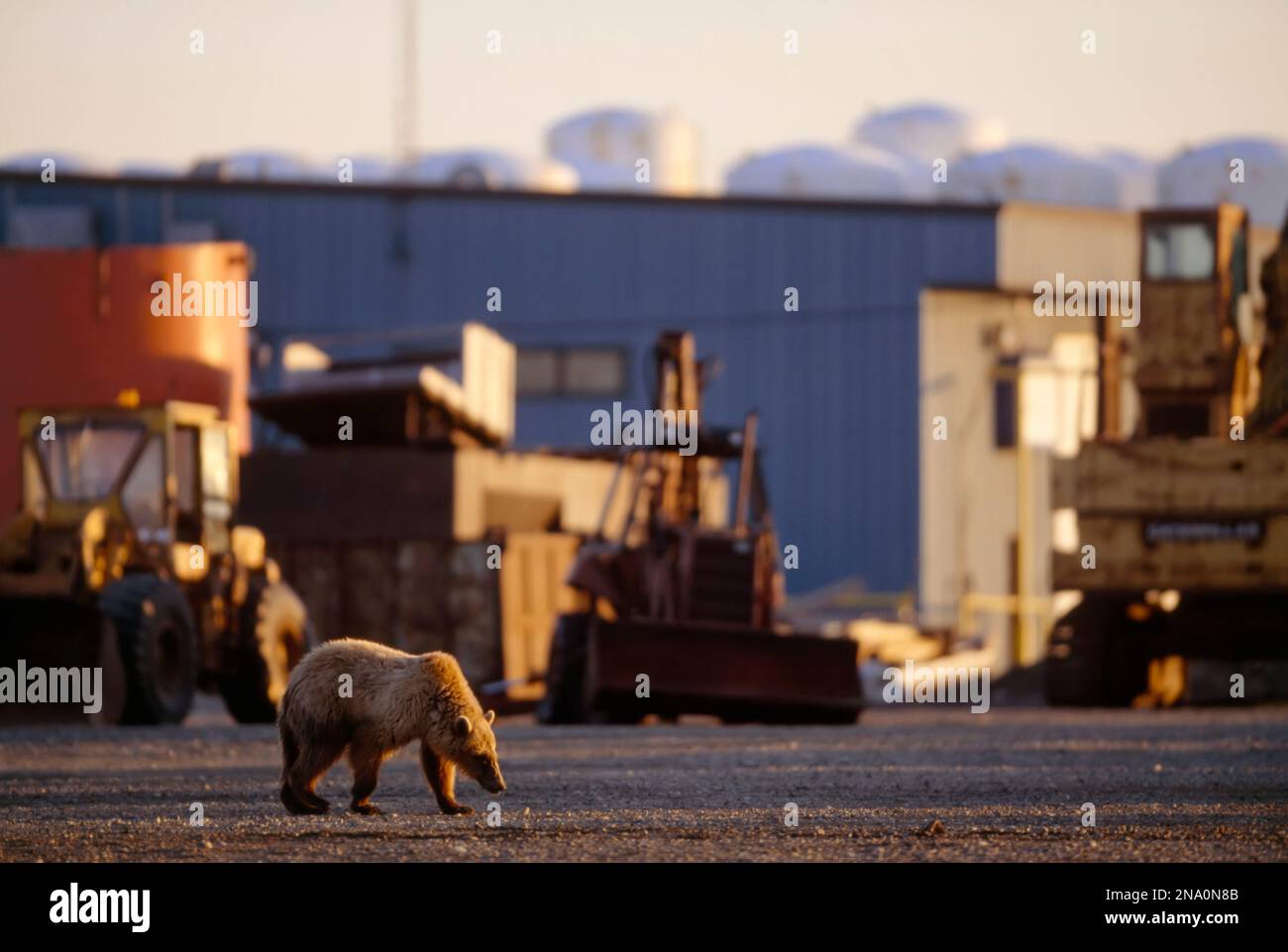 A polar bear (Ursus maritimus) forages around an oil refinery area ...