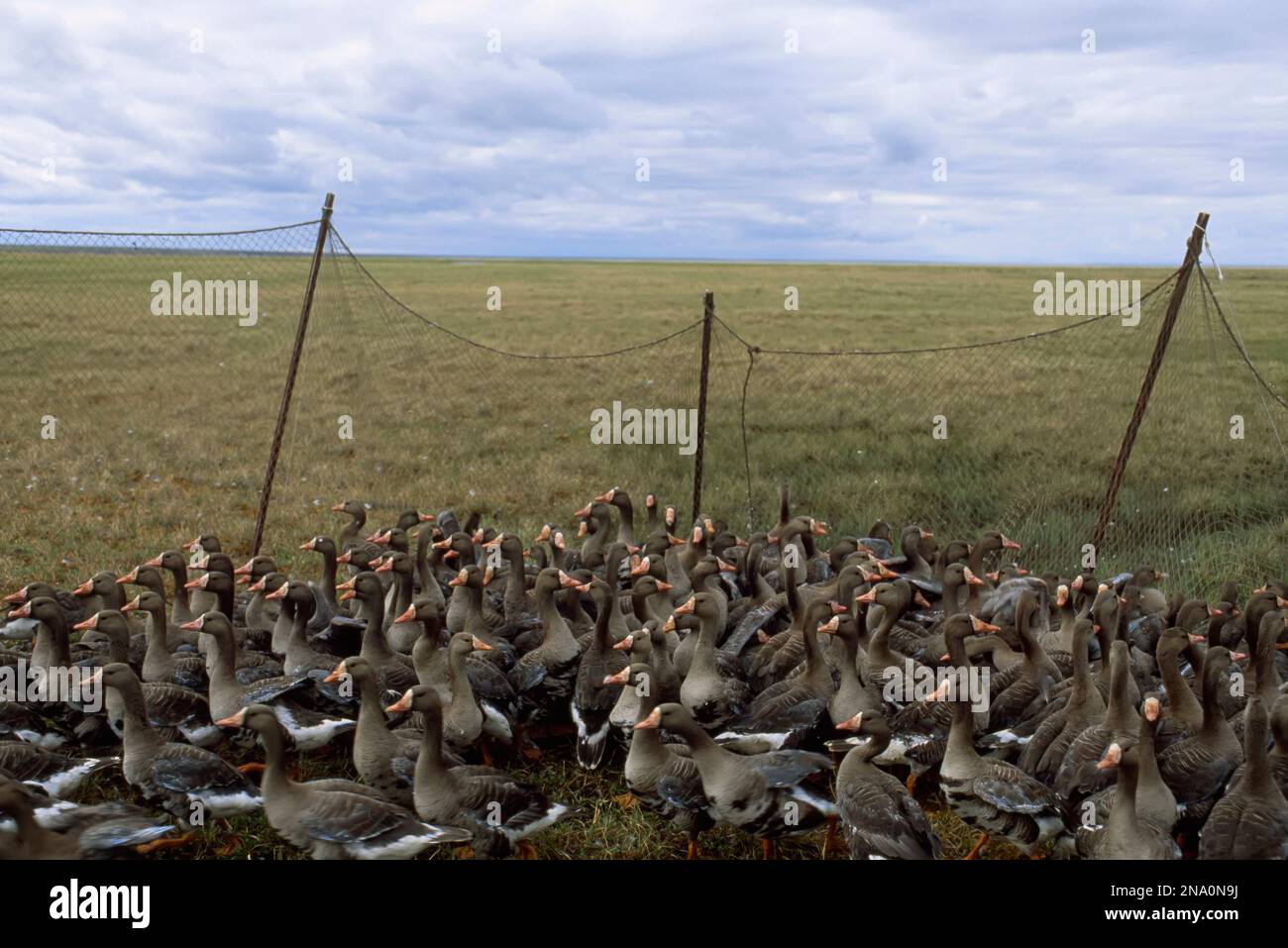 Greater white fronted geese (Anser albifrons) behind netting; North ...