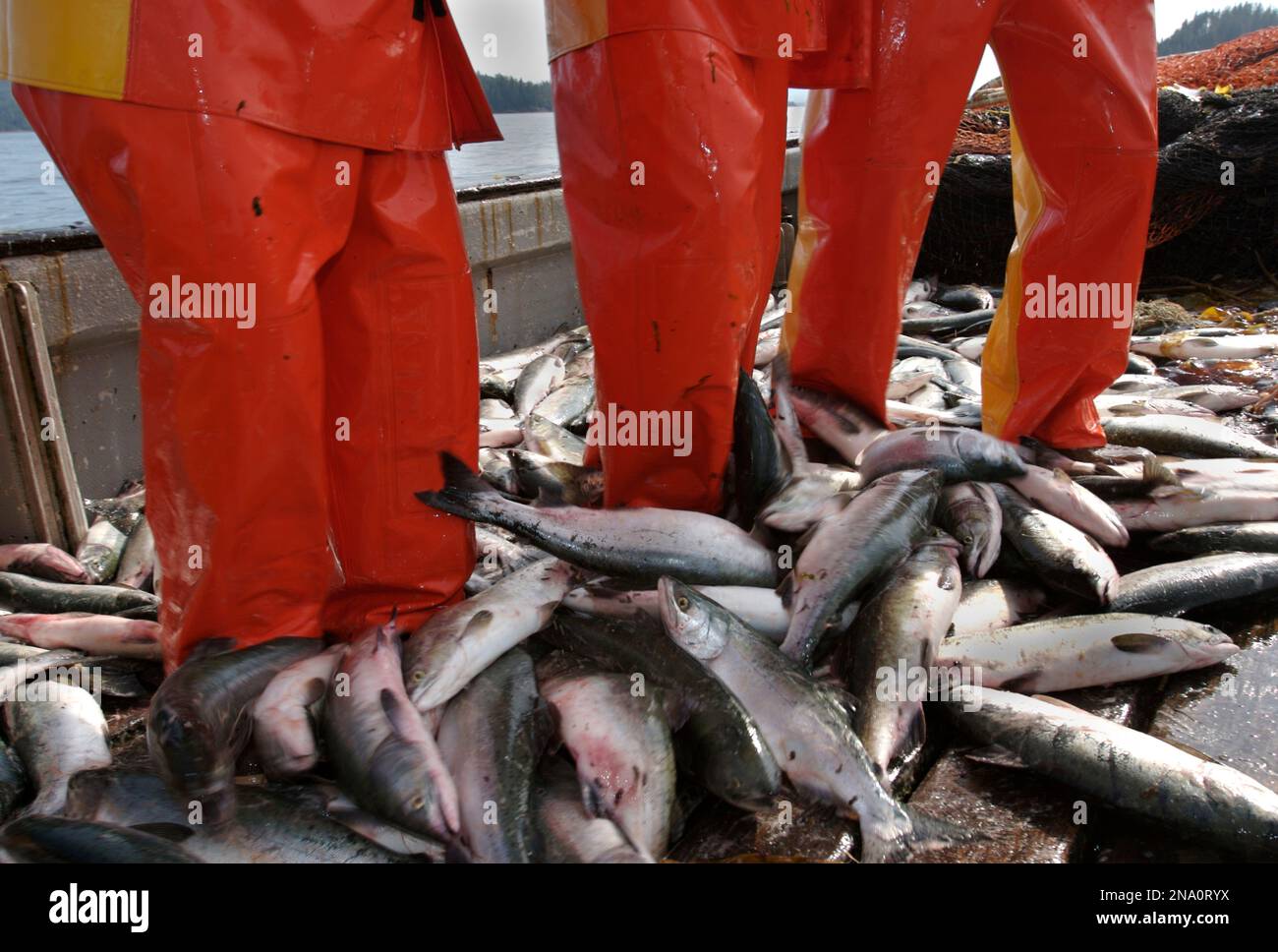 Salmon on deck of fishing boat; Alaska, United States of America Stock ...