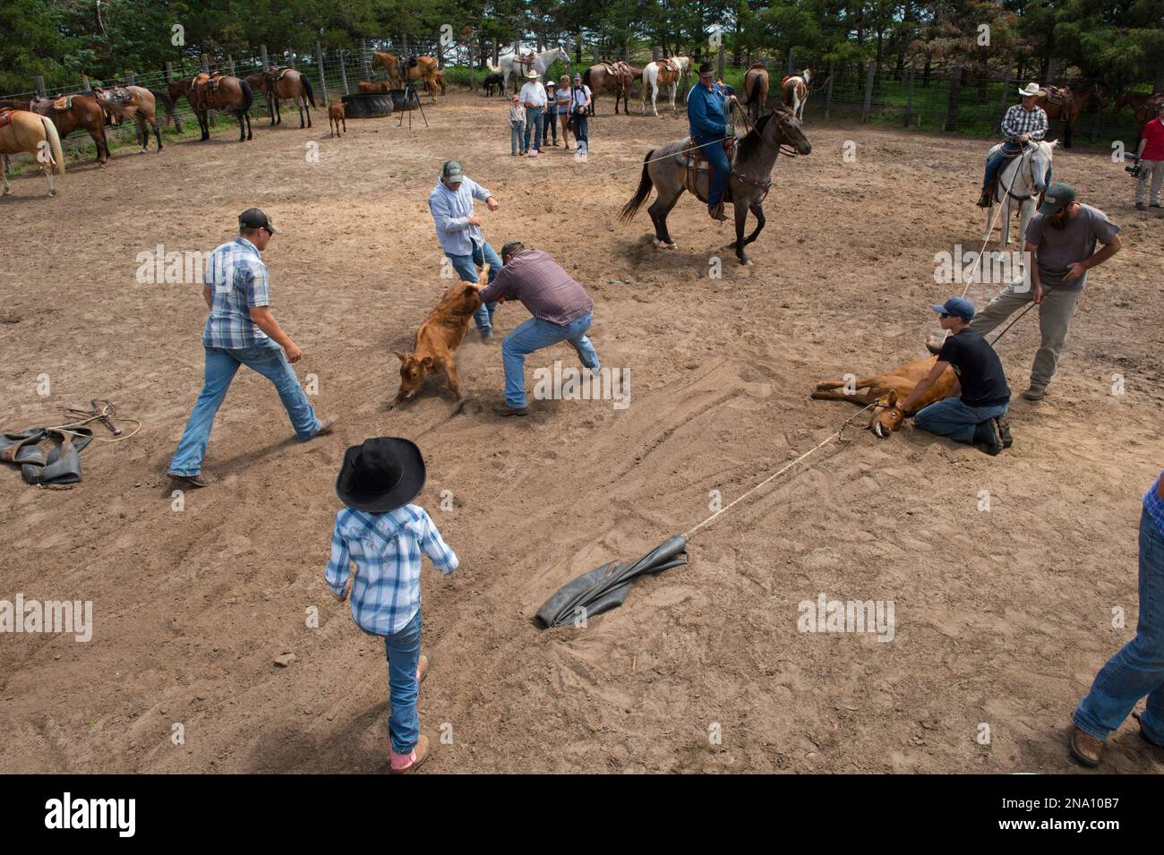 Branding cattle hi-res stock photography and images - Alamy