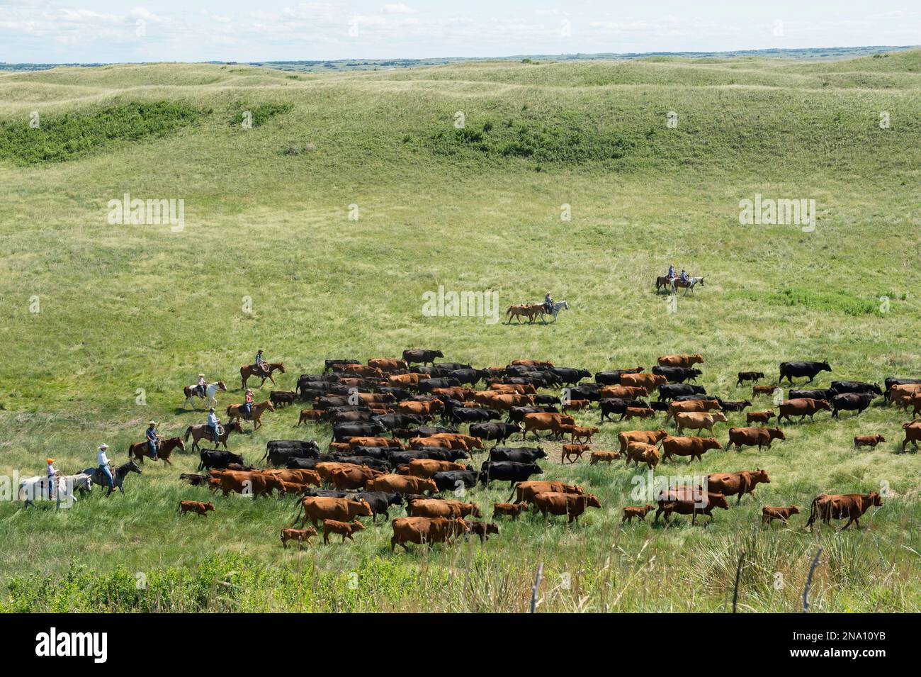 Cowboy working with cattle hi-res stock photography and images - Alamy