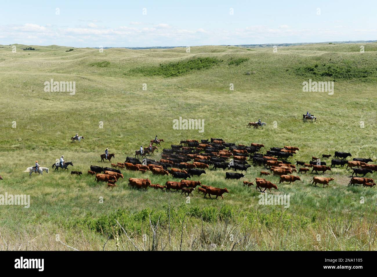 Ranchers on horseback, rounding up cattle; Burwell, Nebraska, United ...