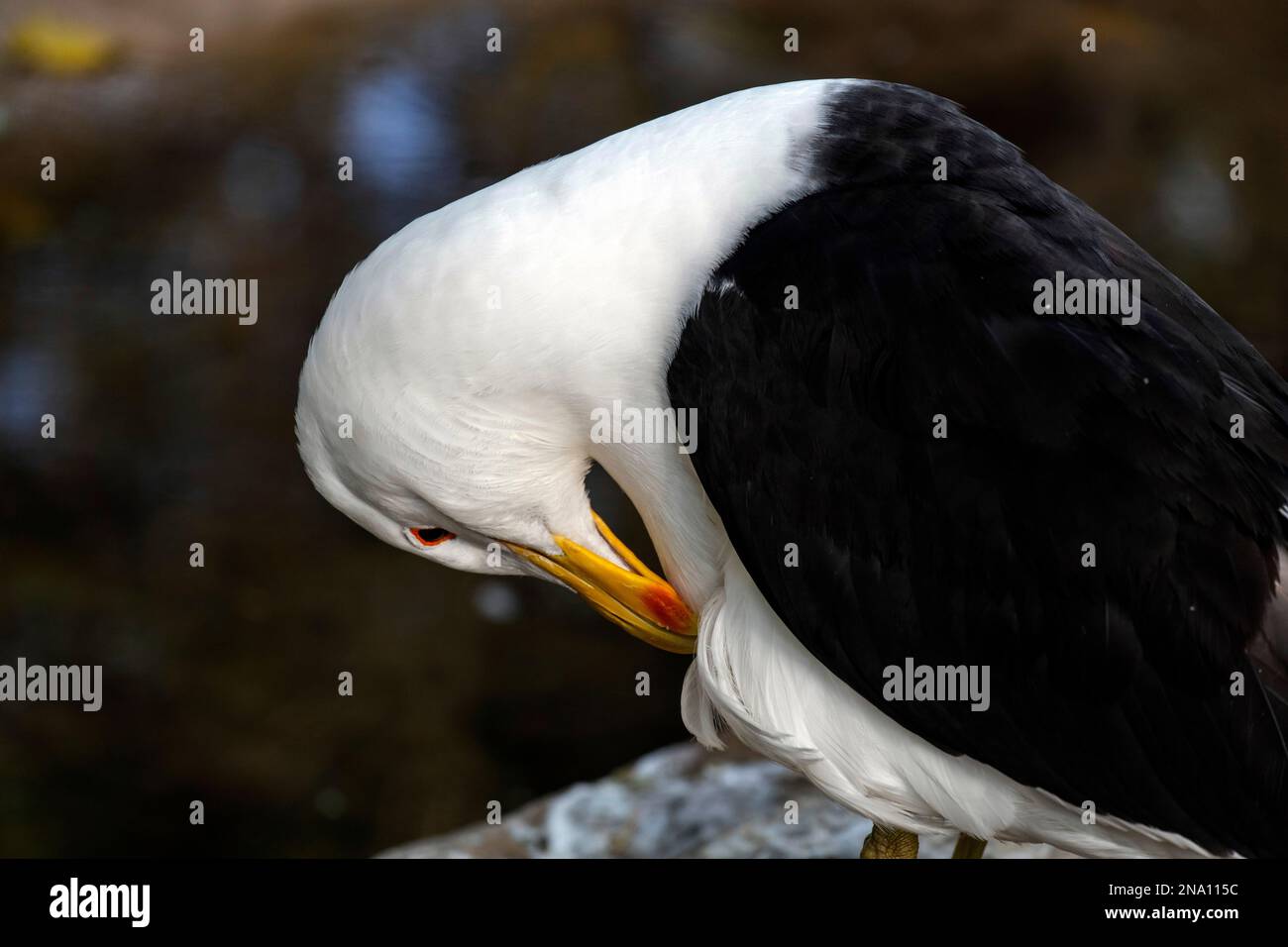 Kelp Gull (Larus dominicanus) preening at a Wildlife Park in Sydney ...