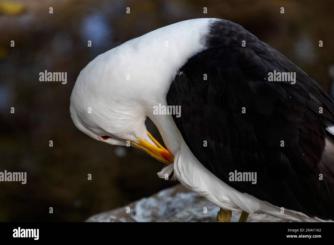 Kelp Gull (Larus dominicanus) preening at a Wildlife Park in Sydney ...