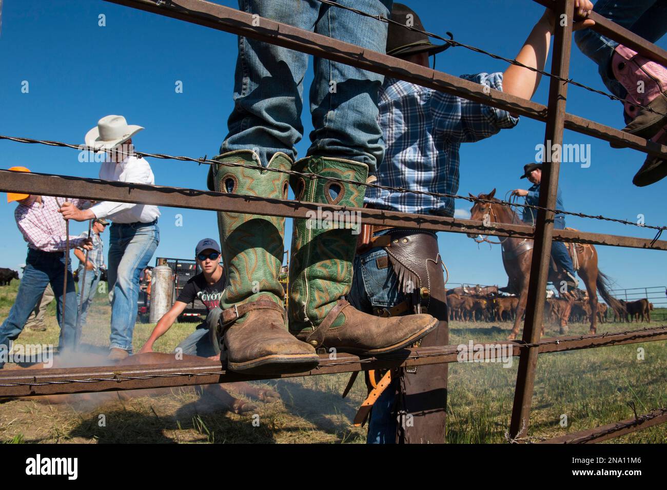 Elementary age boys and girl sit on a fence during cattle branding ...