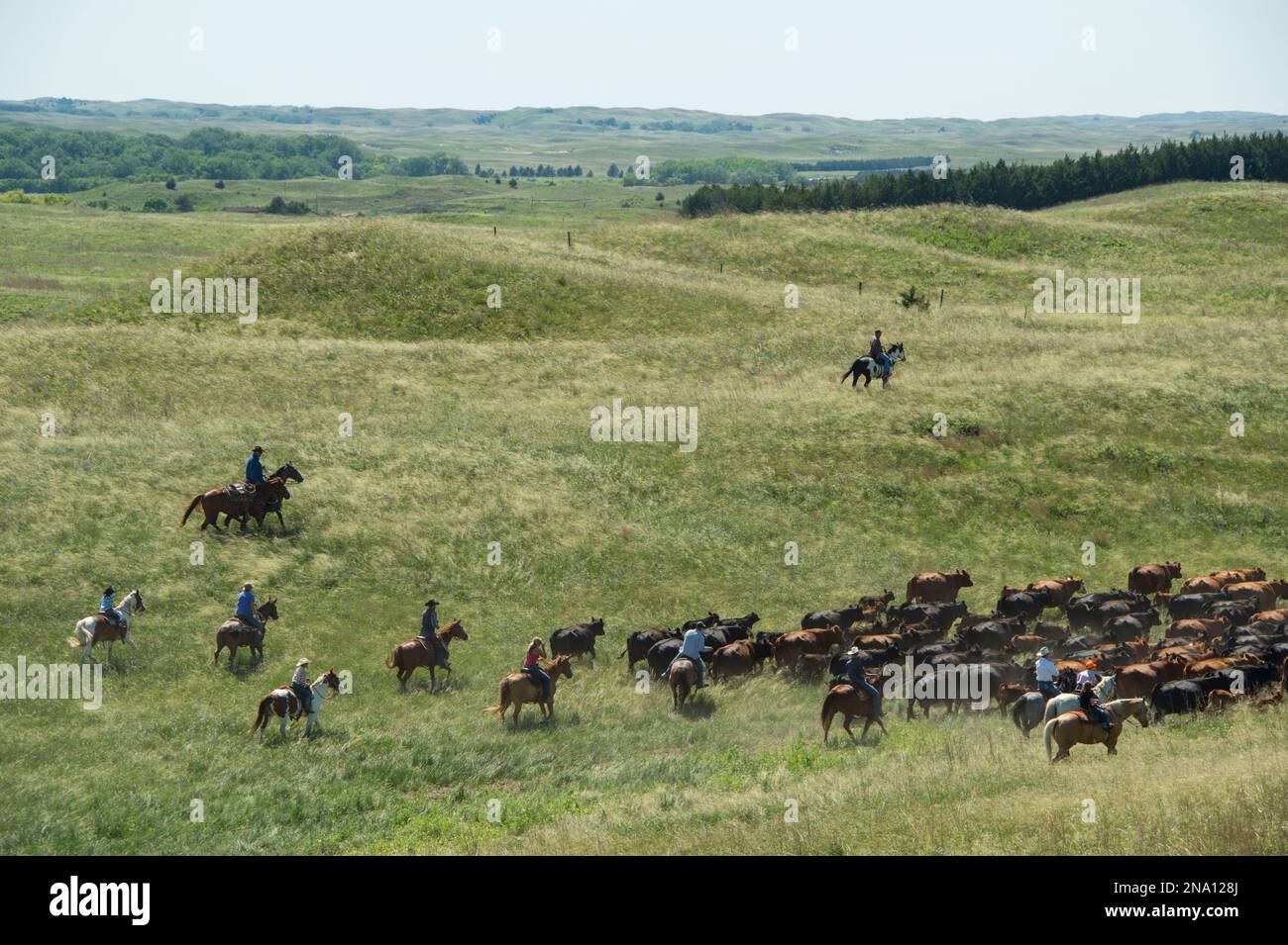 Cowboys rounding up cattle hi-res stock photography and images - Alamy
