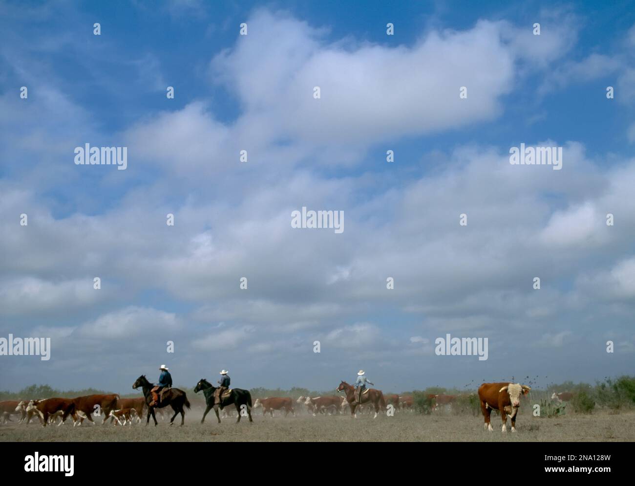 Three cowboys on horseback hi-res stock photography and images - Alamy