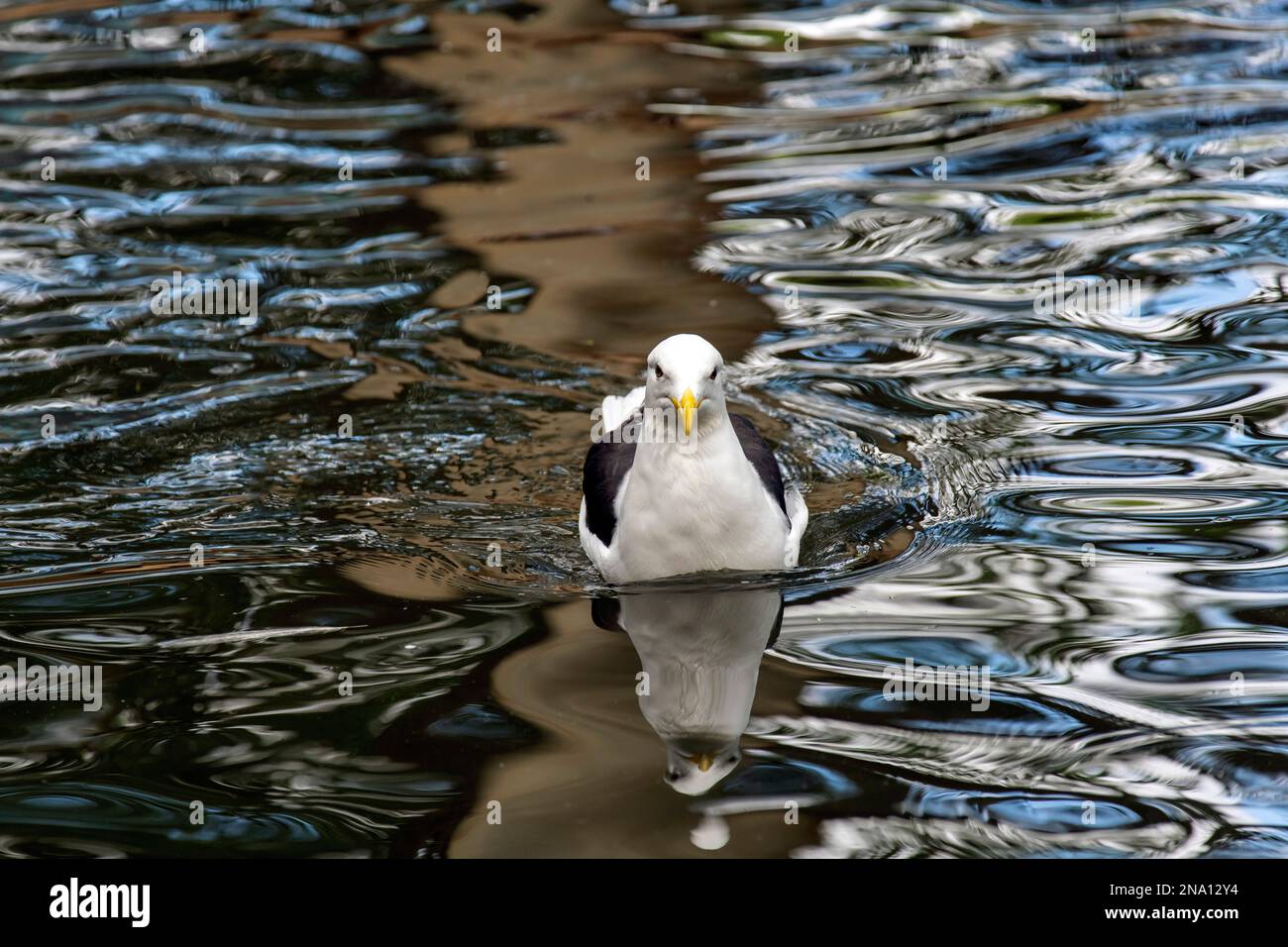 Kelp Gull (Larus dominicanus) swimming at a Wildlife Park in Sydney ...