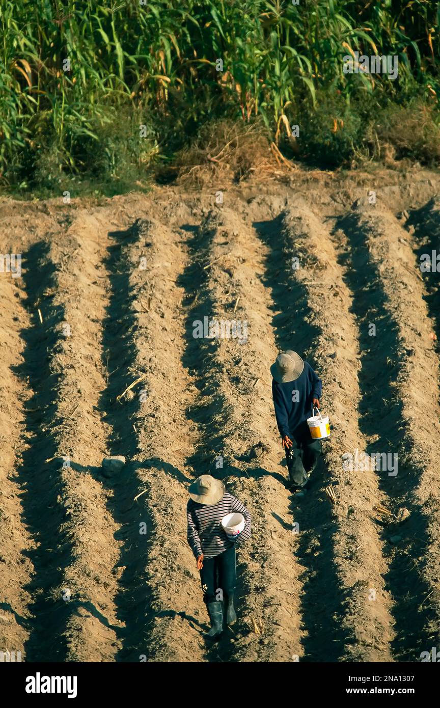 Farmers plant corn in the dry Atacama soil, Sama Valley, Atacama Desert ...