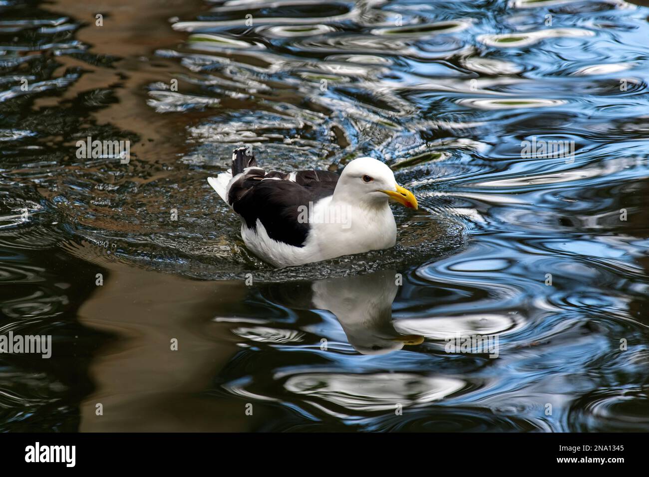 Kelp Gull (Larus dominicanus) swimming at a Wildlife Park in Sydney ...