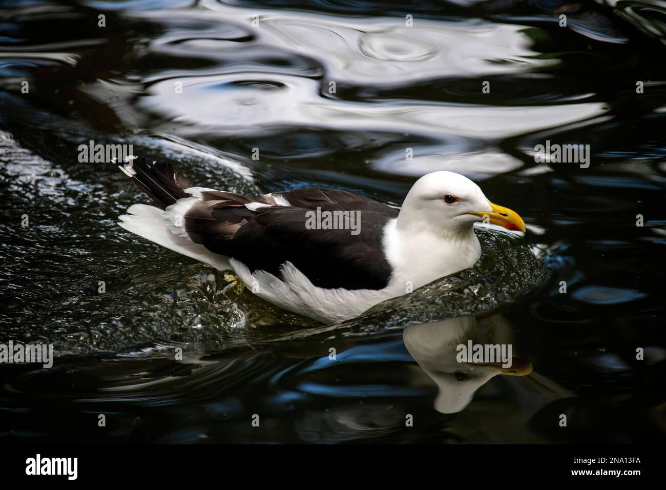 Kelp Gull (Larus dominicanus) swimming at a Wildlife Park in Sydney ...