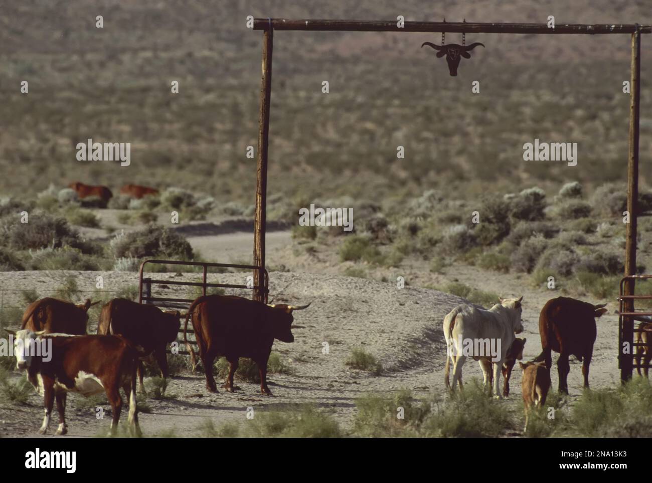 Cattle pass under a ranch gate in the Mojave Desert, near Barstow ...