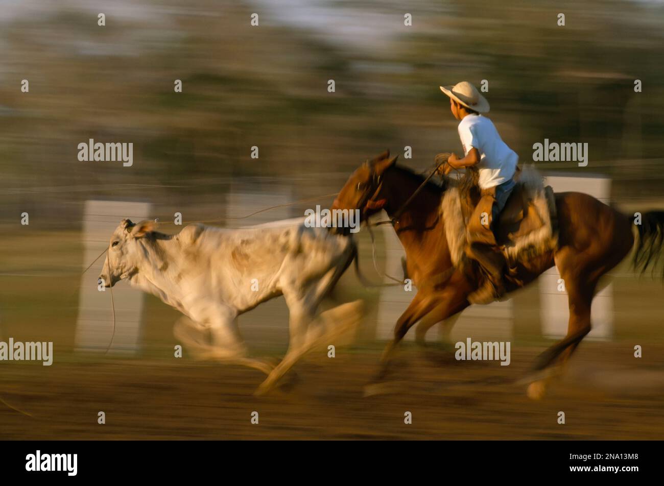 A cowboy on horseback lassos a running zebu steer; Pantanal, Brazil ...