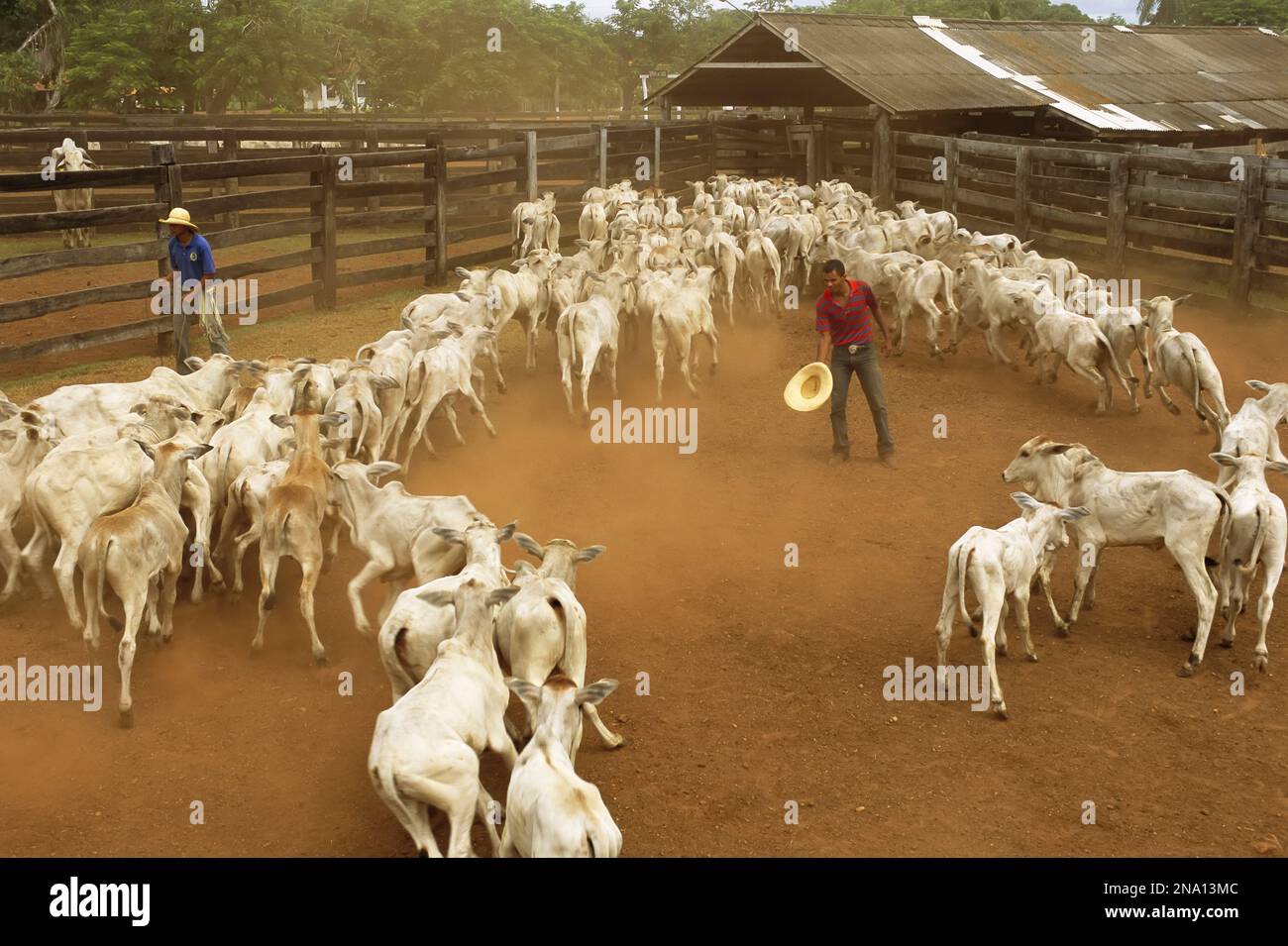Cowhands herd zebu cattle from a pen into a shed; Pantanal, Brazil ...