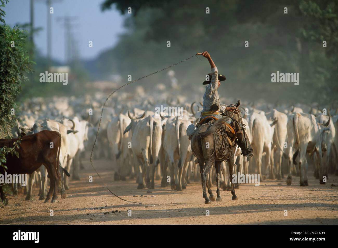 A cowboy on horseback herds zebu cattle along a dusty road; Pantanal ...