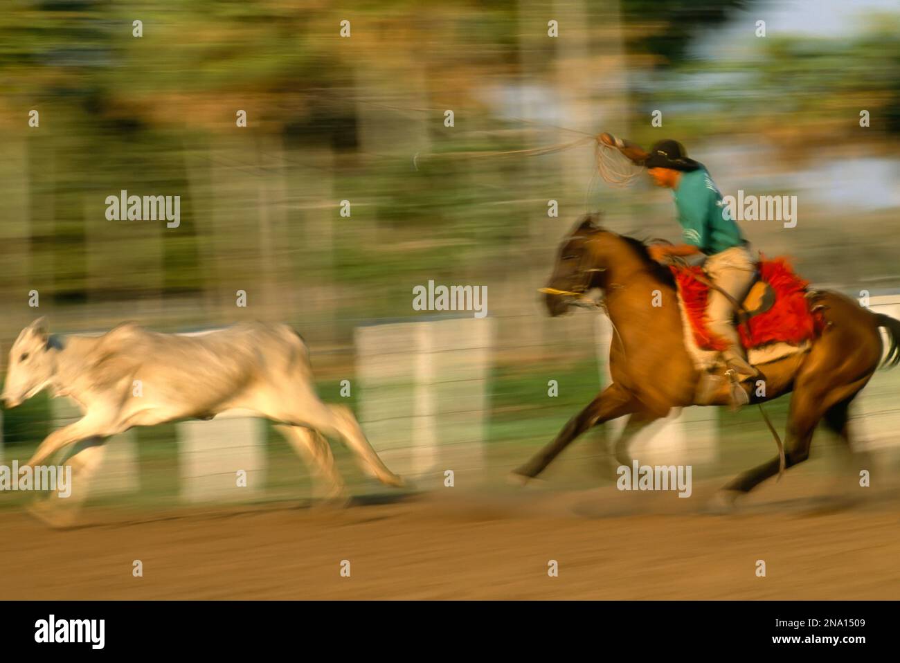 A cowboy on horseback swings a lasso after a running zebu calf ...