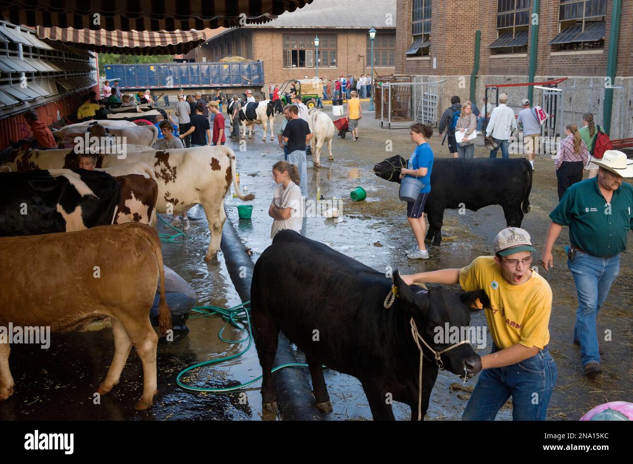 Cattle washing and showing at the Minnesota State Fair; Saint Paul ... Cattle washing and showing at the Minnesota State Fair; Saint Paul ...