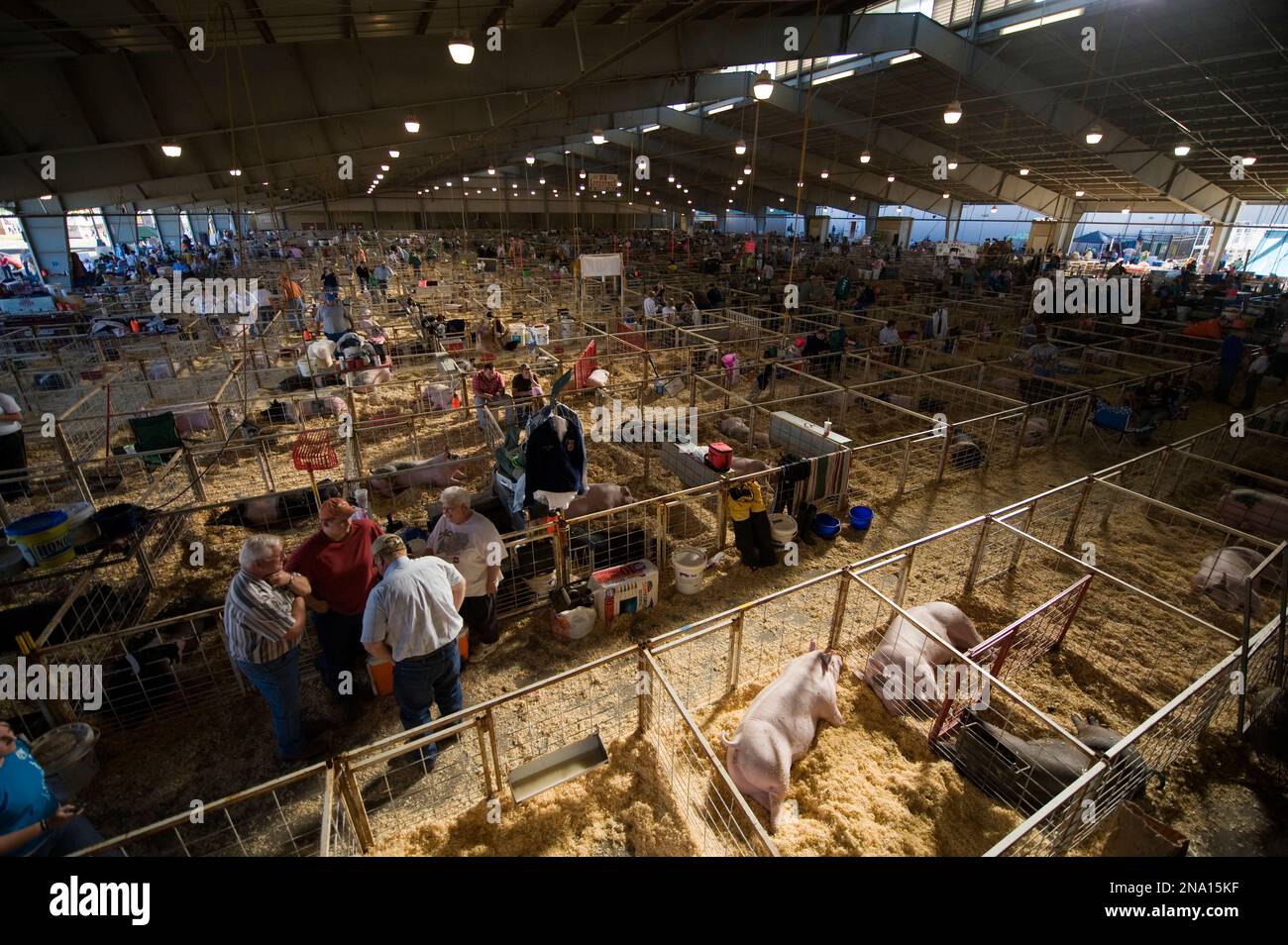 The 4-H pig show at the Tulsa State Fair; Tulsa, Oklahoma, United ...