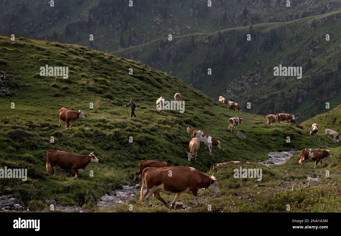 Farmer drives his herd of cows off the steep hillside back to return to ...