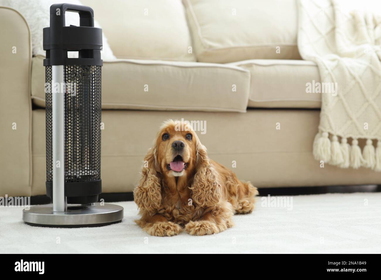 Beautiful cocker spaniel lying on floor near electric heater in living ...