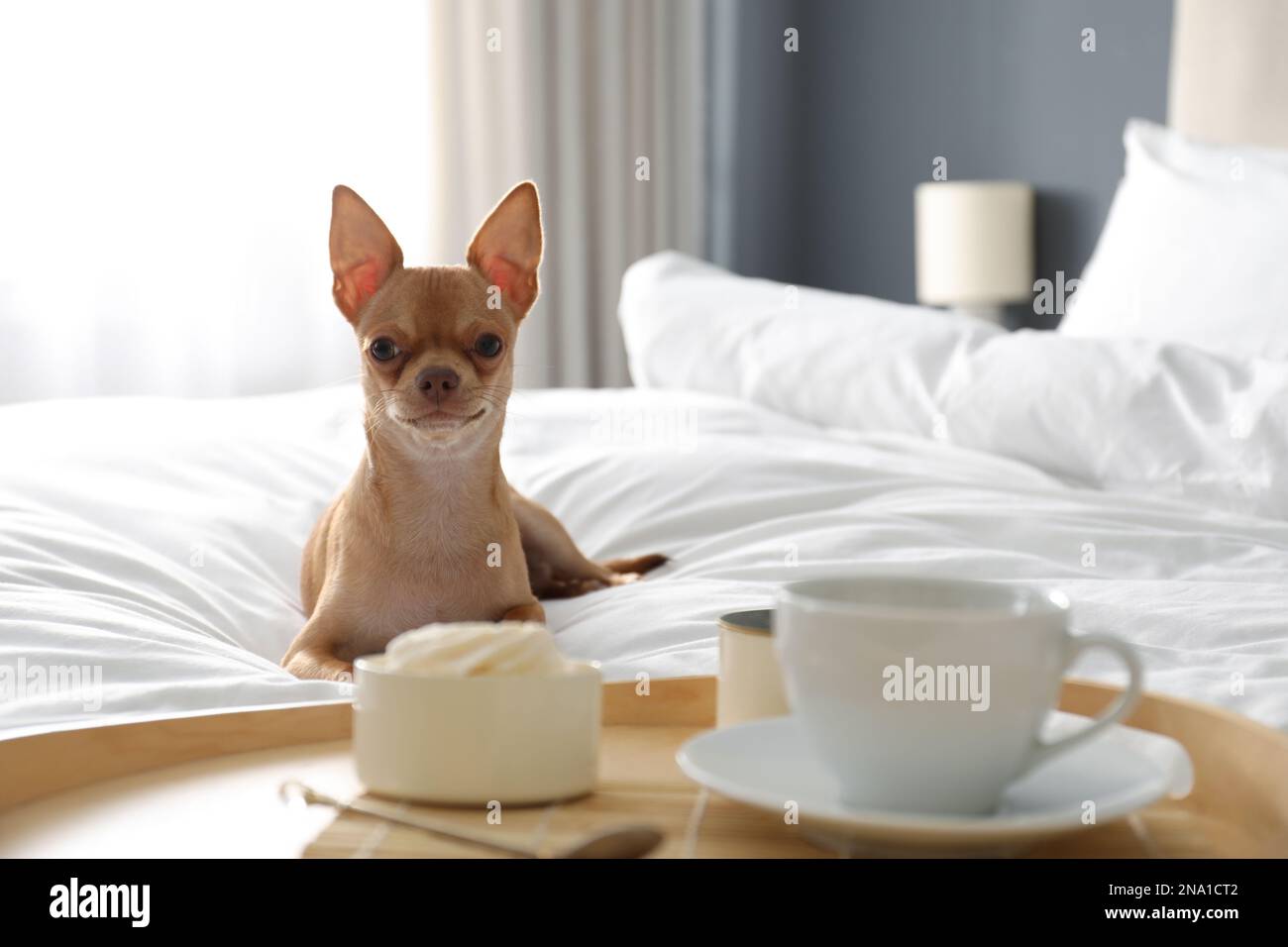 Tray with tasty breakfast and cute Chihuahua dog on bed in room. Pet ...