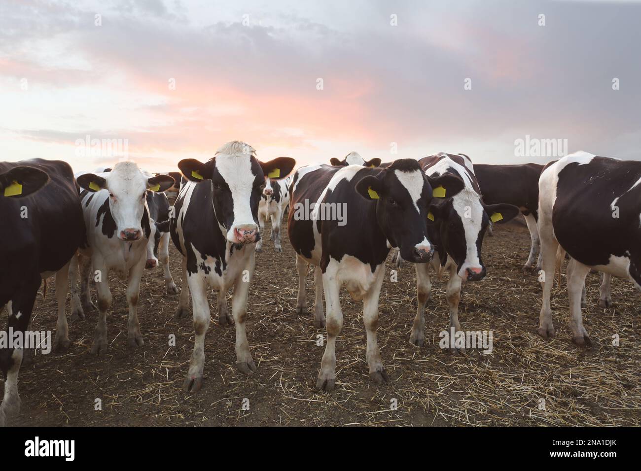 Husbandry many hi-res stock photography and images - Alamy