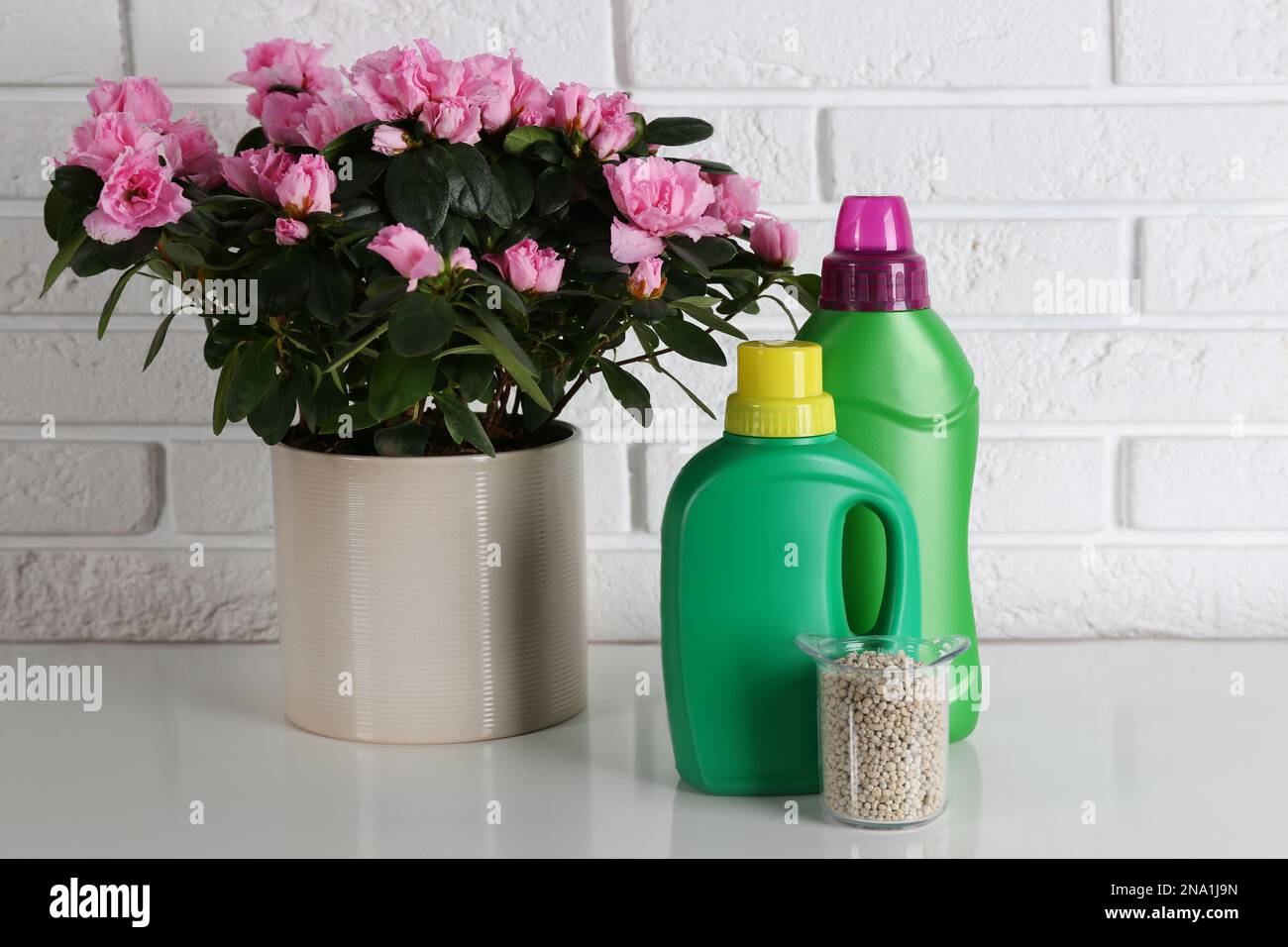 Beautiful house plant and different fertilizers on table against white ...