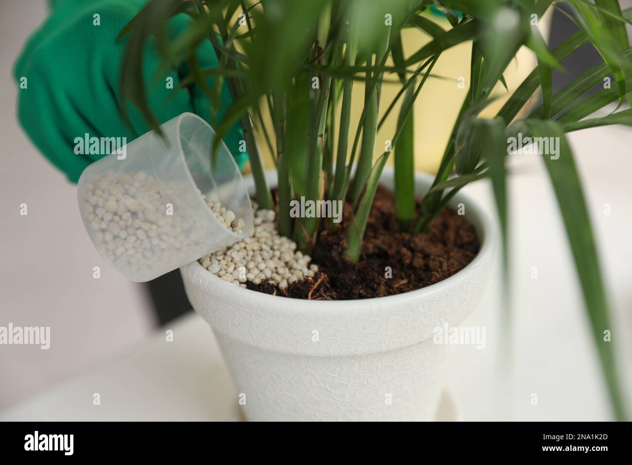 Person pouring granular fertilizer into pot with house plant at table ...