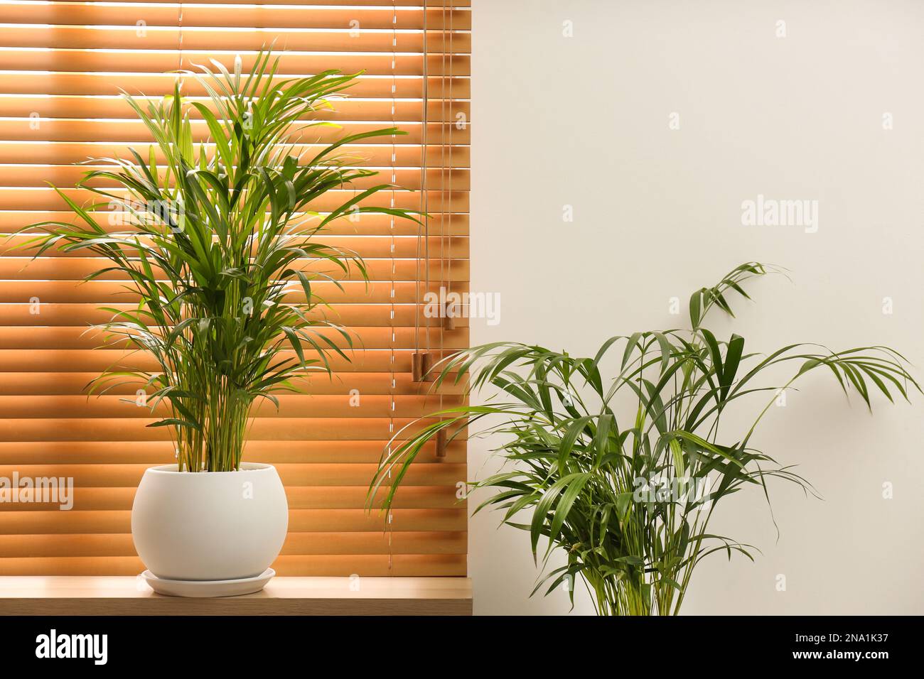 Exotic house plants near window in room Stock Photo - Alamy