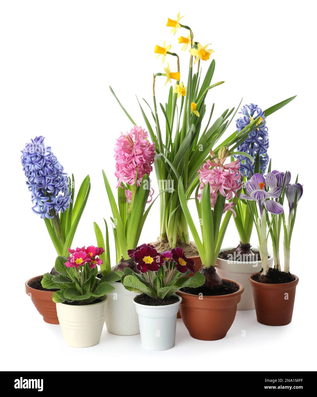 Different beautiful potted flowers on white background Stock Photo - Alamy