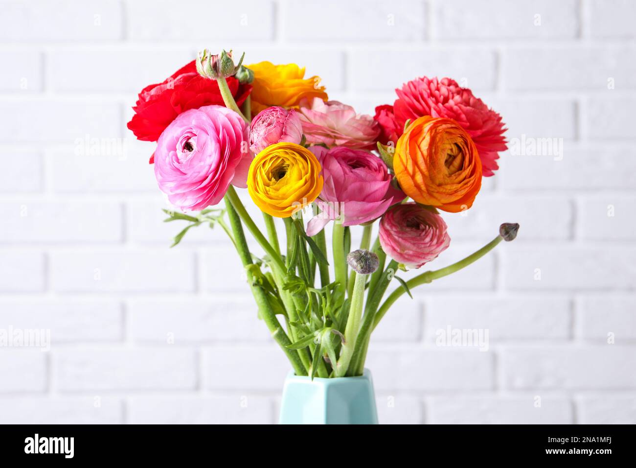 Beautiful fresh ranunculus flowers near white brick wall Stock Photo ...