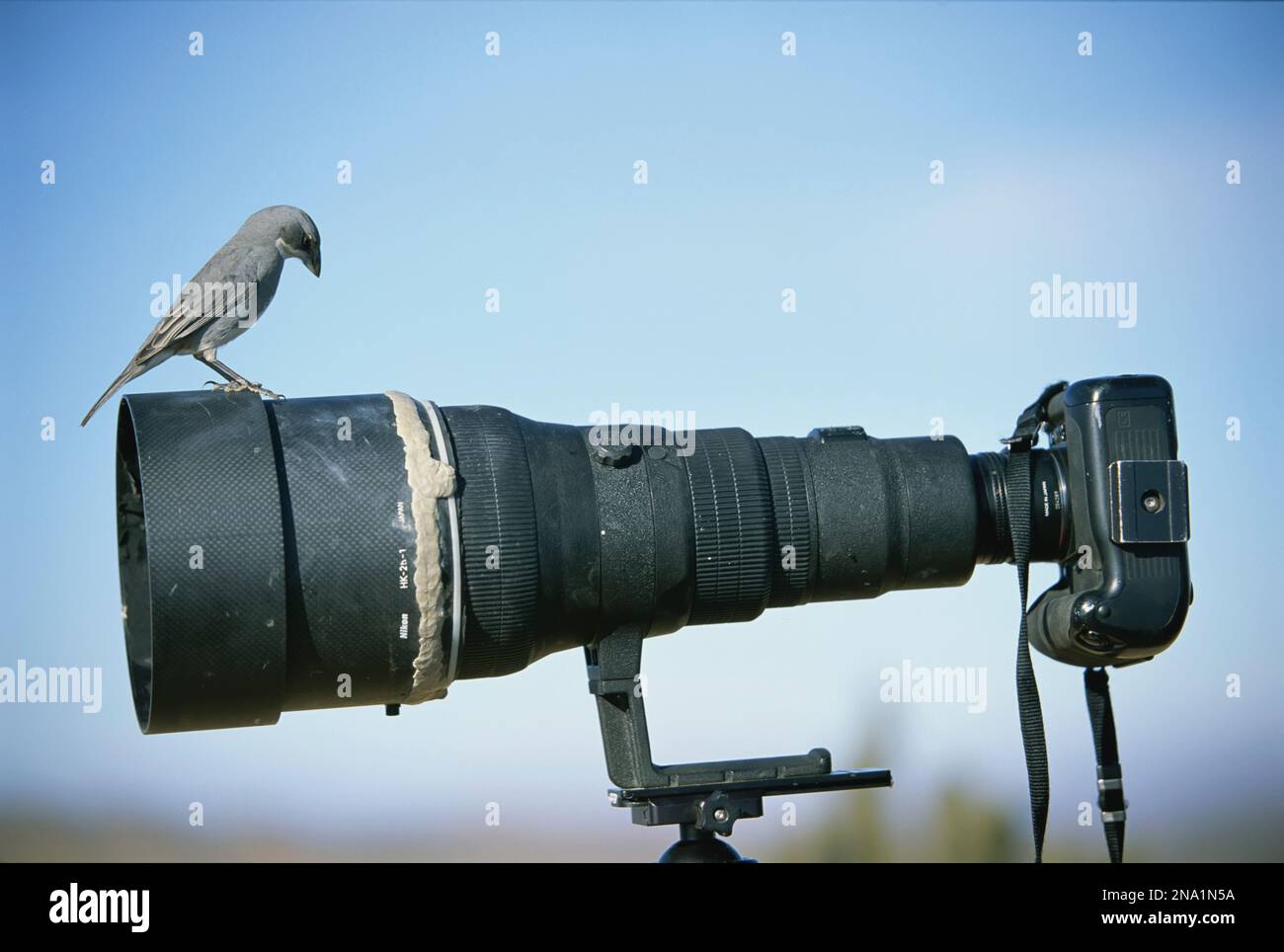 Common diuca finch hi-res stock photography and images - Alamy