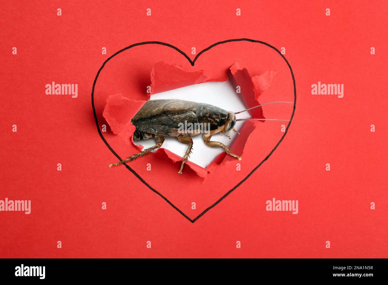 Valentine's Day Promotion Name Roach - QUIT BUGGING ME. Cockroach and ...