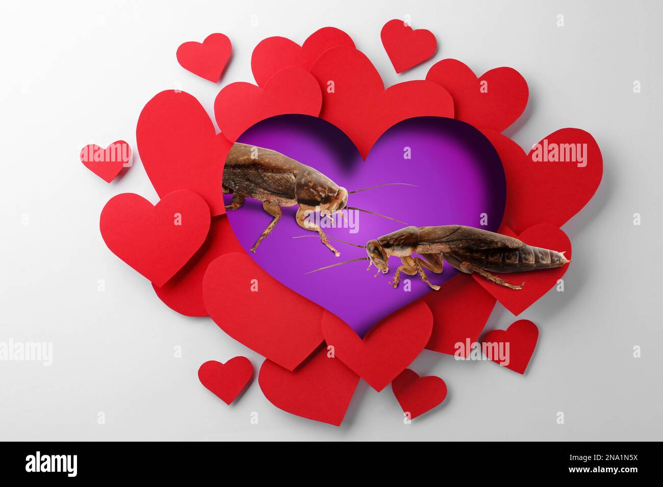 Heart Of Cockroach