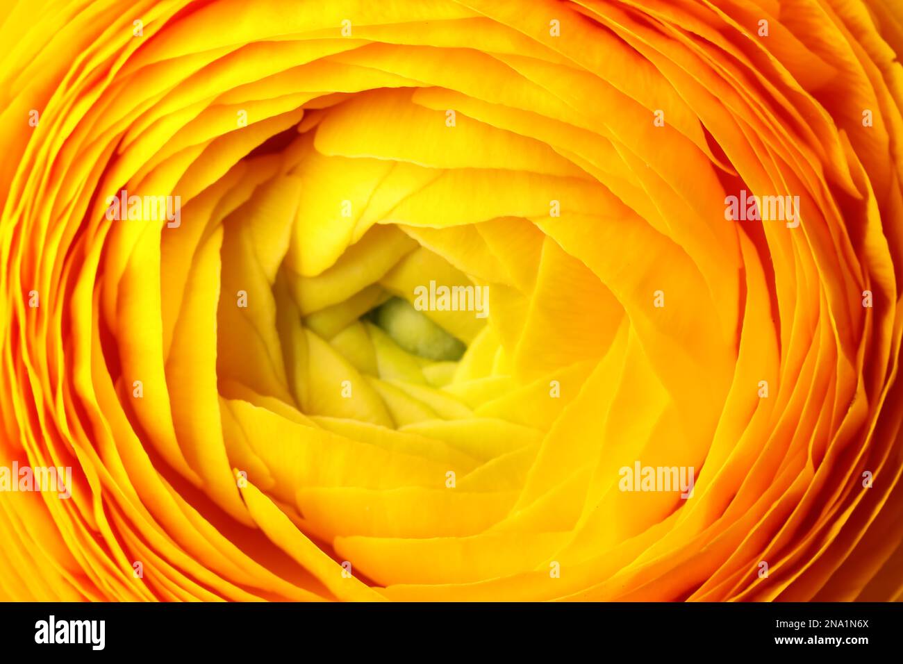 Orange ranunculus wallpaper hi-res stock photography and images - Alamy