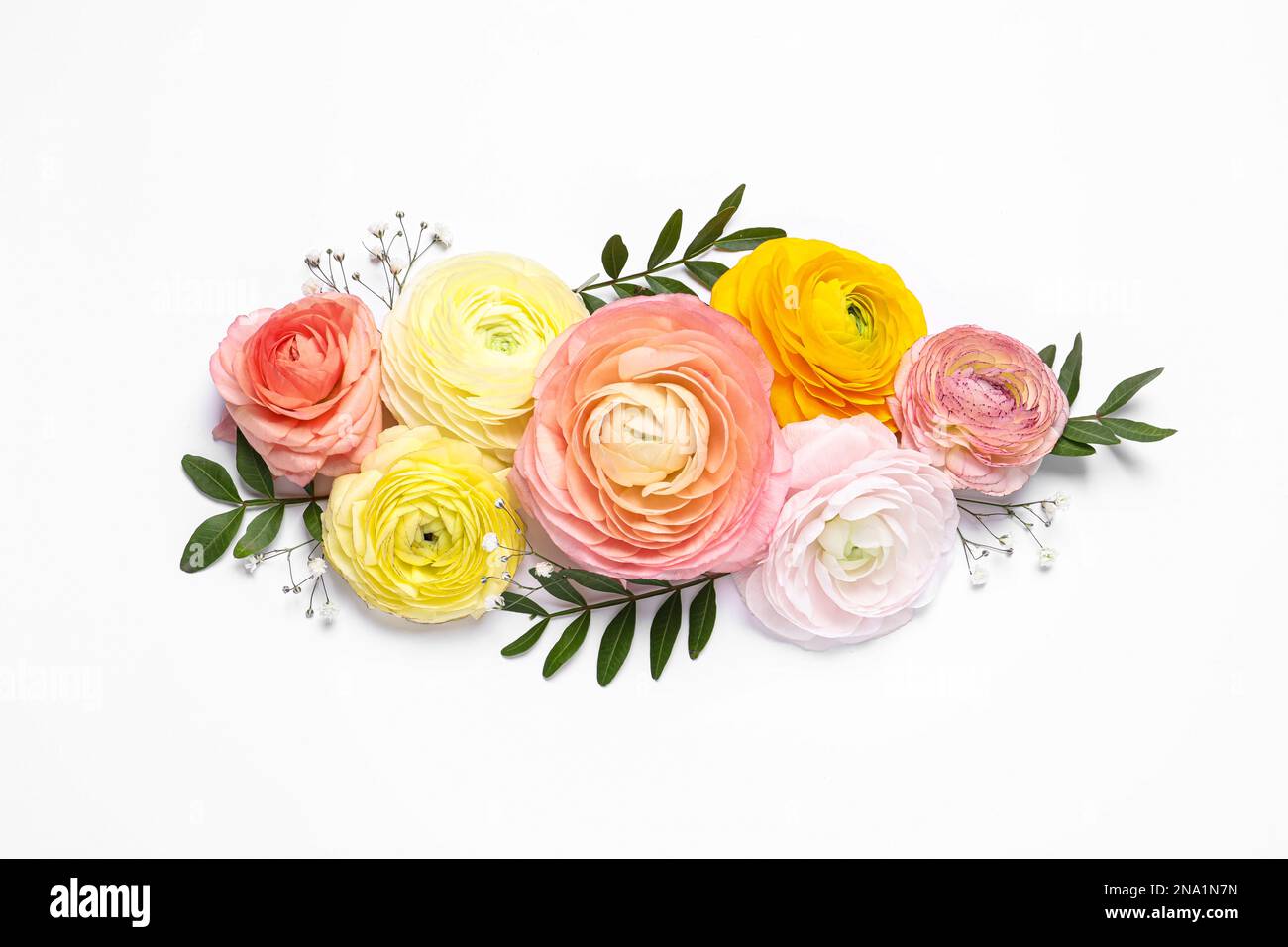 Beautiful ranunculus flowers on white background, top view Stock Photo ...