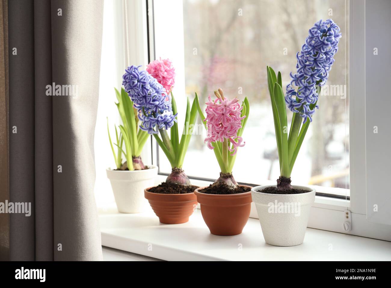 Beautiful hyacinth flowers in pots on window sill indoors Stock Photo ...
