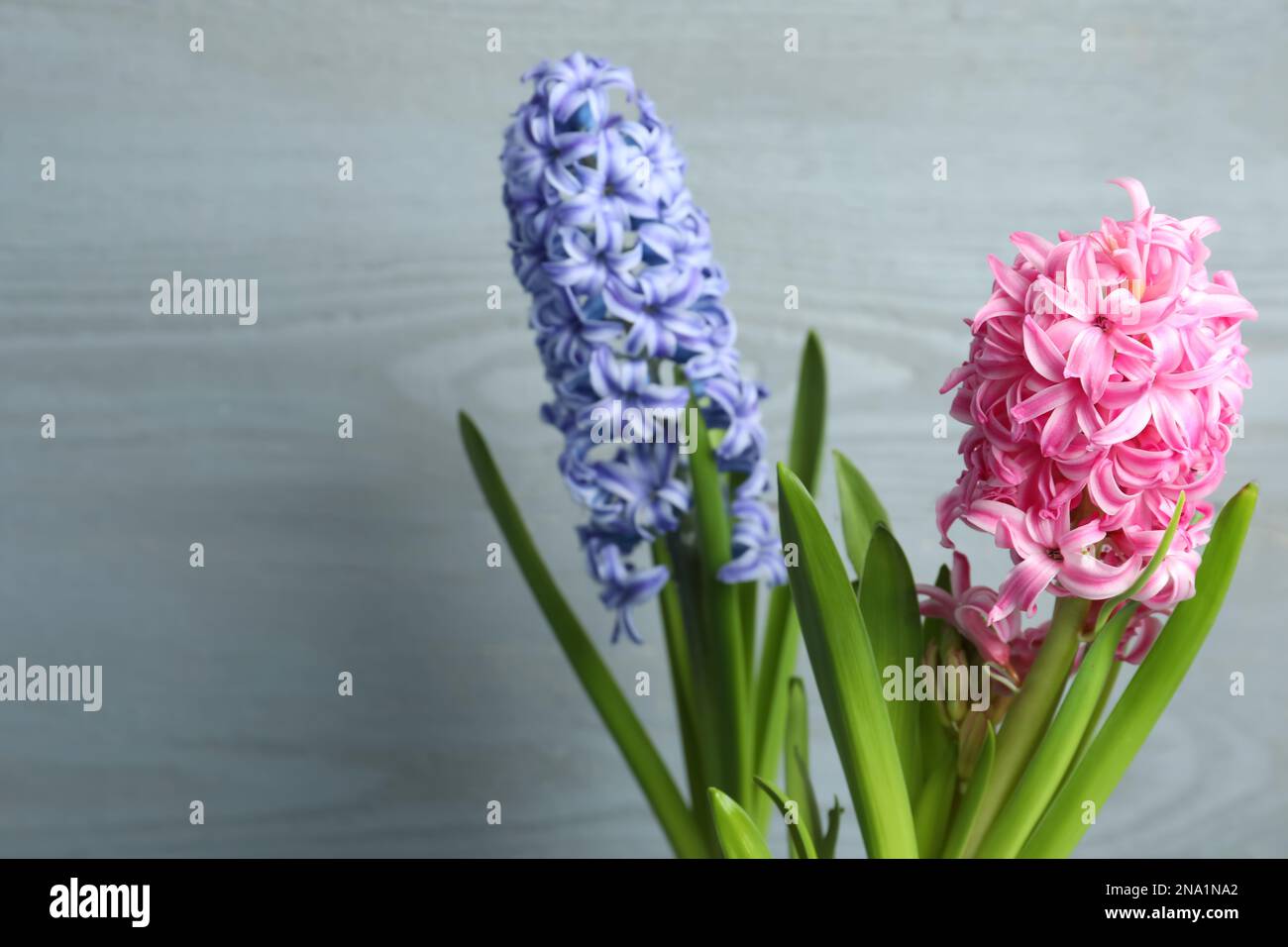 Beautiful hyacinth flowers on light grey wooden background Stock Photo ...