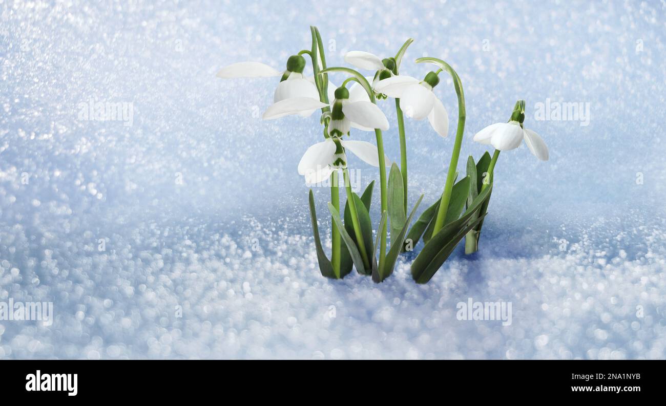 Beautiful tender spring snowdrops growing through snow, space for text ...