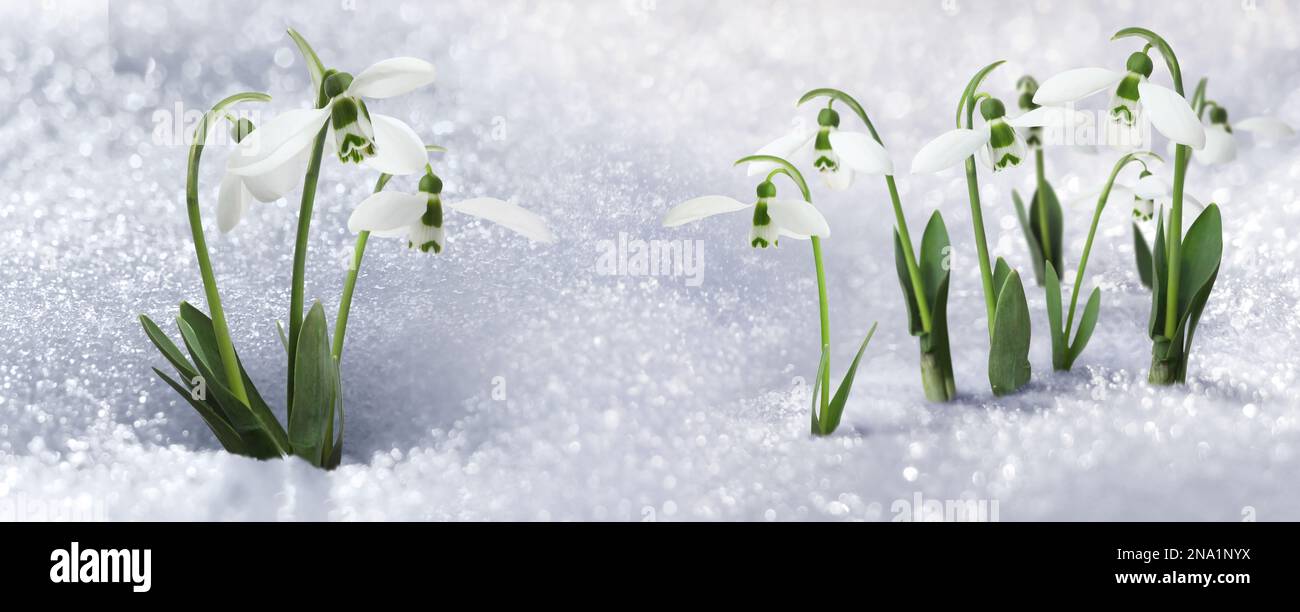 Beautiful tender spring snowdrops growing through snow. Banner design ...