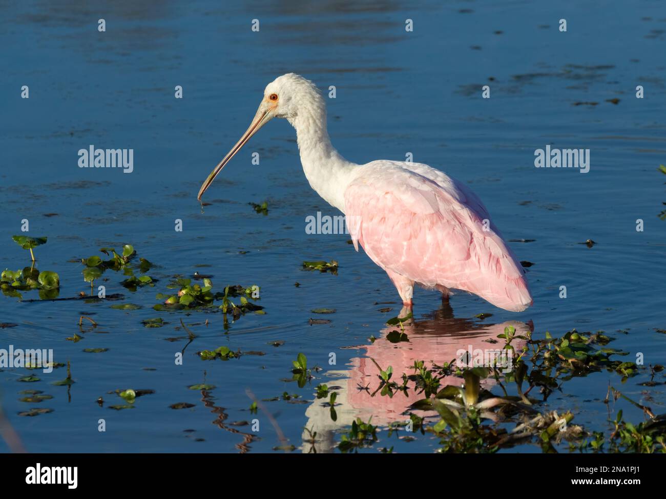 The roseate spoonbill (Platalea ajaja) on the bright blue water ...