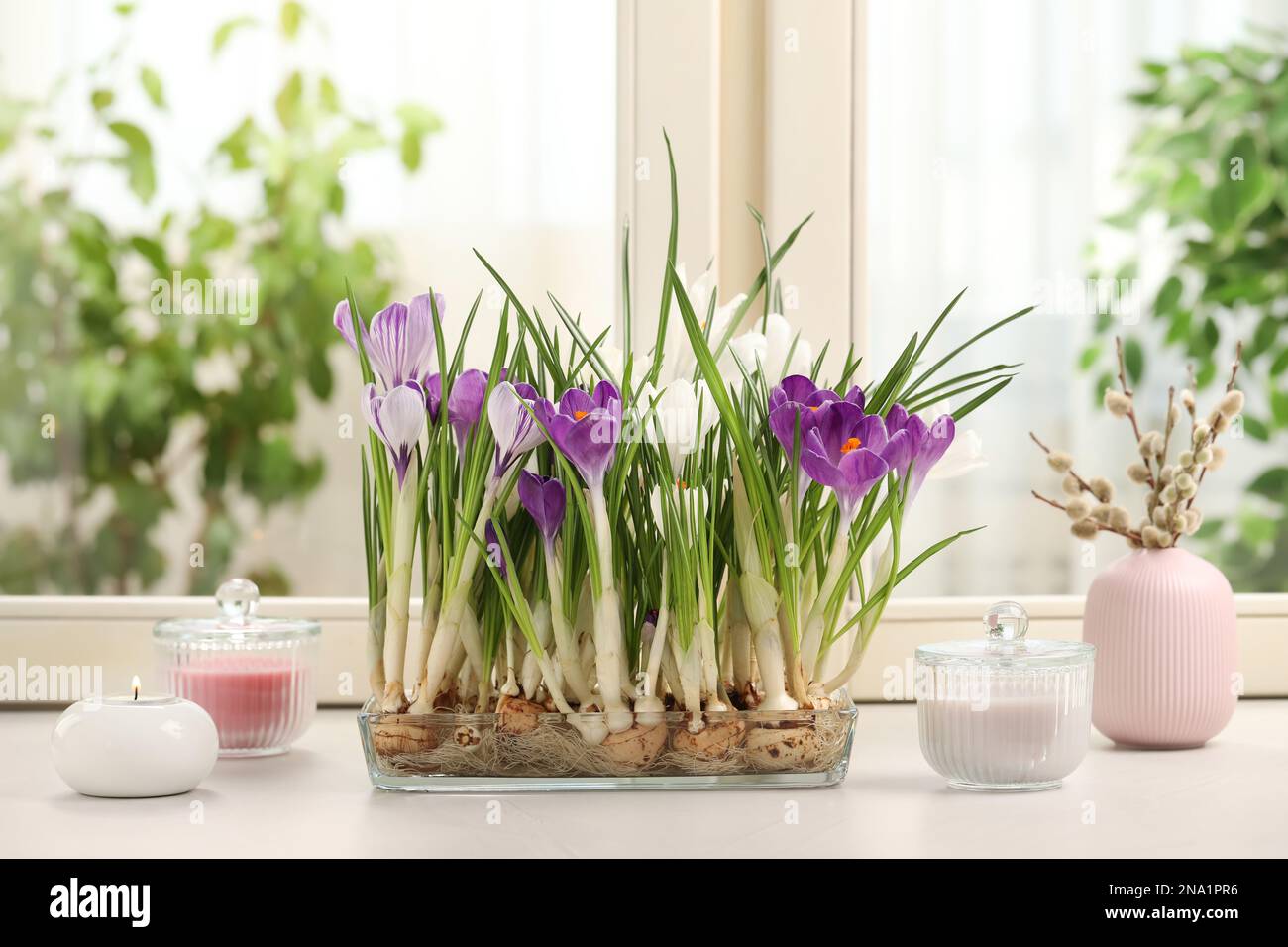Beautiful blooming crocus flowers and candles on window sill Stock ...